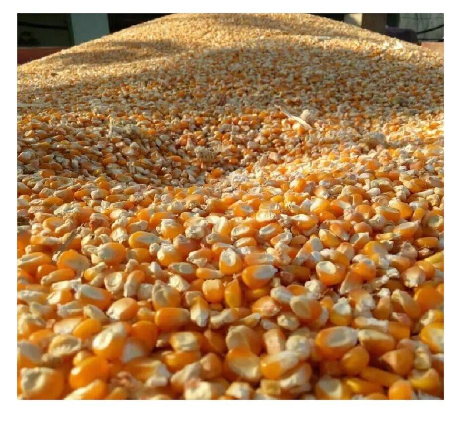 Factory Direct High Quality France Wholesale Yellow Corn/ Yellow Corn ...