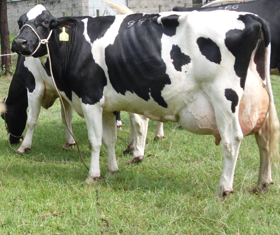 Bulk Buy Germany Wholesale Holstein Friesian Dairy Cows For Sale, Bulk ...