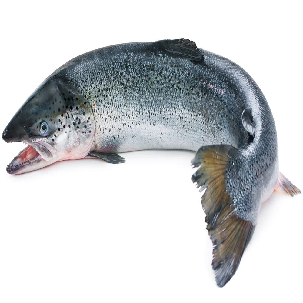 Factory Direct High Quality Thailand Wholesale Wholesale Price Salmon ...