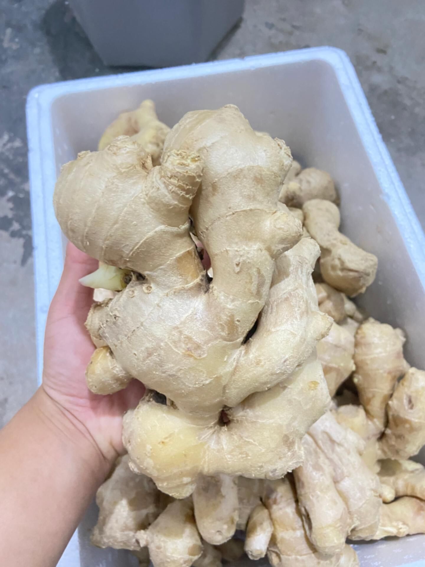 Bulk Buy United Kingdom Wholesale Wholesale Supplier Of Fresh Ginger ...