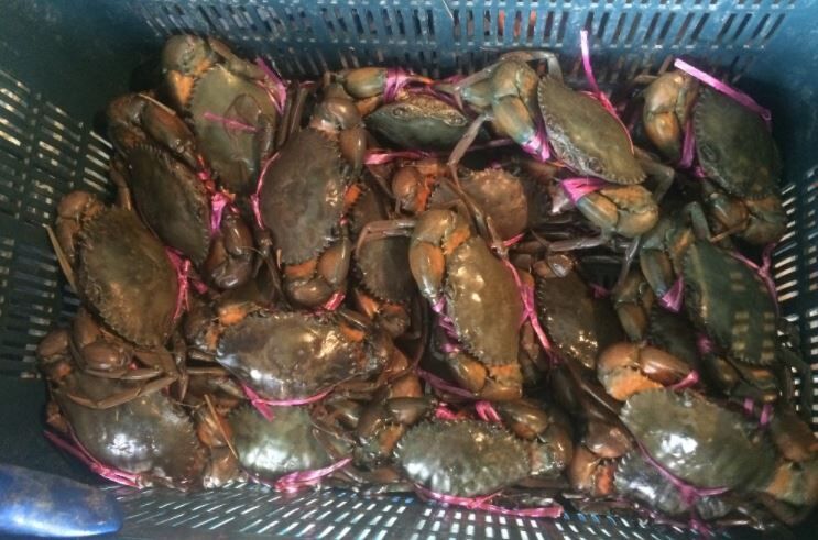 Seafood, Mud Crab, Cuttlefish, Tuna, Ribbon Fish, Sardine Fish, Octopus ...