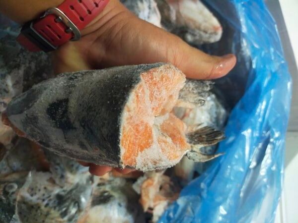 Frozen Salmon Heads 700gr, Straight-cut | Packing 10kg, 15kg, 20kg/ctn (salmo Salar), Approved ...
