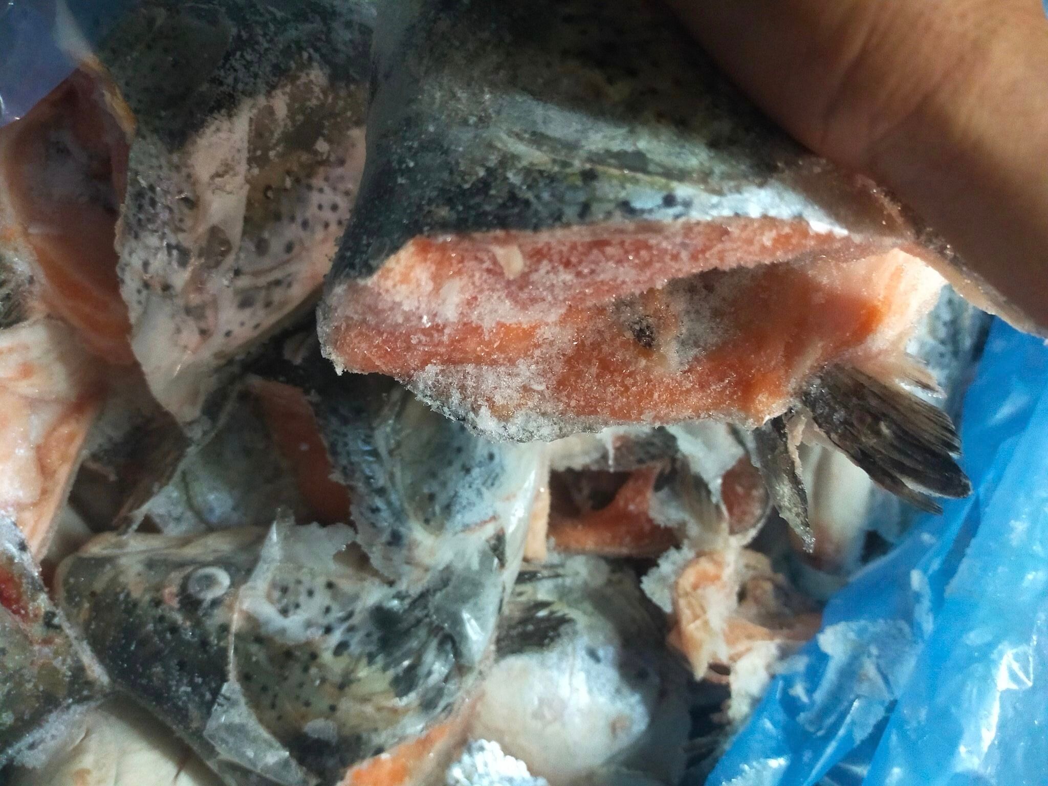 Frozen Salmon Heads 700gr, Straight-cut | Packing 10kg, 15kg, 20kg/ctn (salmo Salar), Approved ...