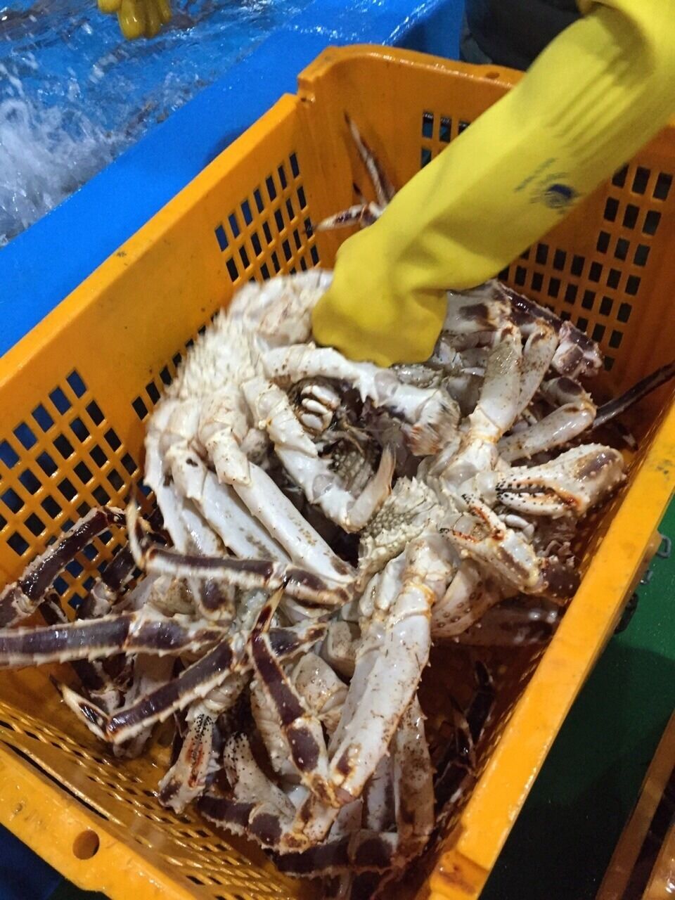 Norwegian King Crab Arctic Seafood Specialty