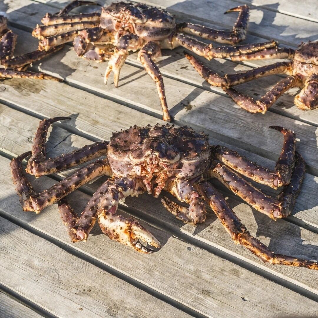 Buy United States Wholesale Alaskan King Crab - Worlwide Shipping ...