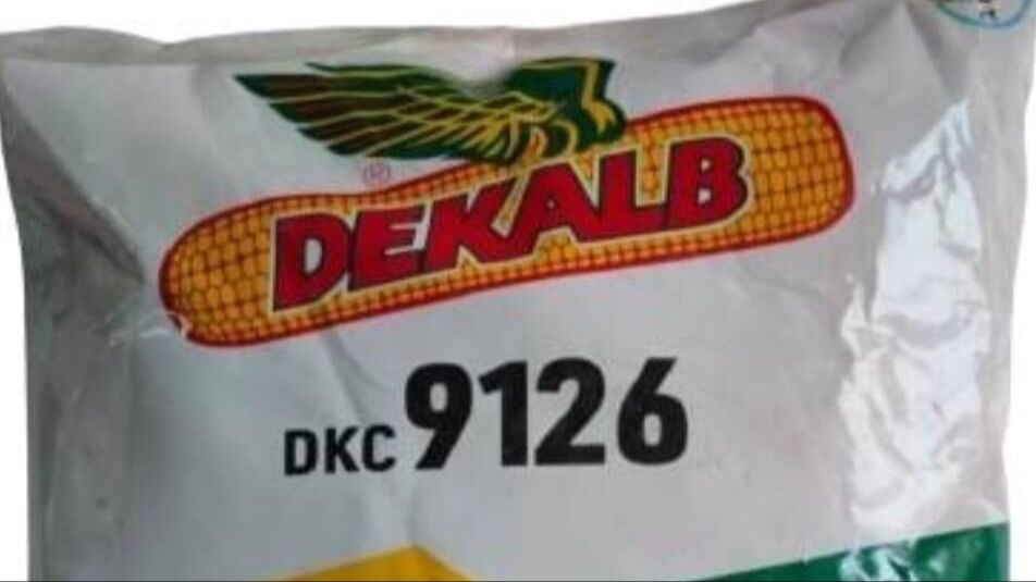 Dekalb Dkc35-88 Rib Corn - France Wholesale Dekalb Dkc35-88 Rib Corn ...