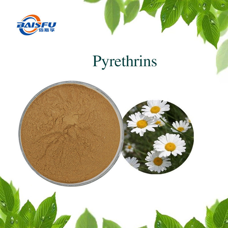 Natural Pyrethrum Extract 25% Pyrethrin Flavone Powder Kill The ...