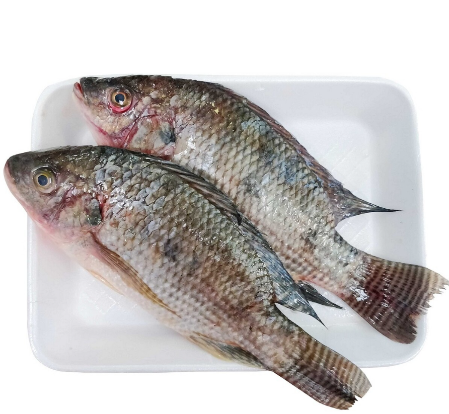 Frozen Red Tilapia Fish / Wholesale Frozen Tilapia Fillet Fish / Buy ...