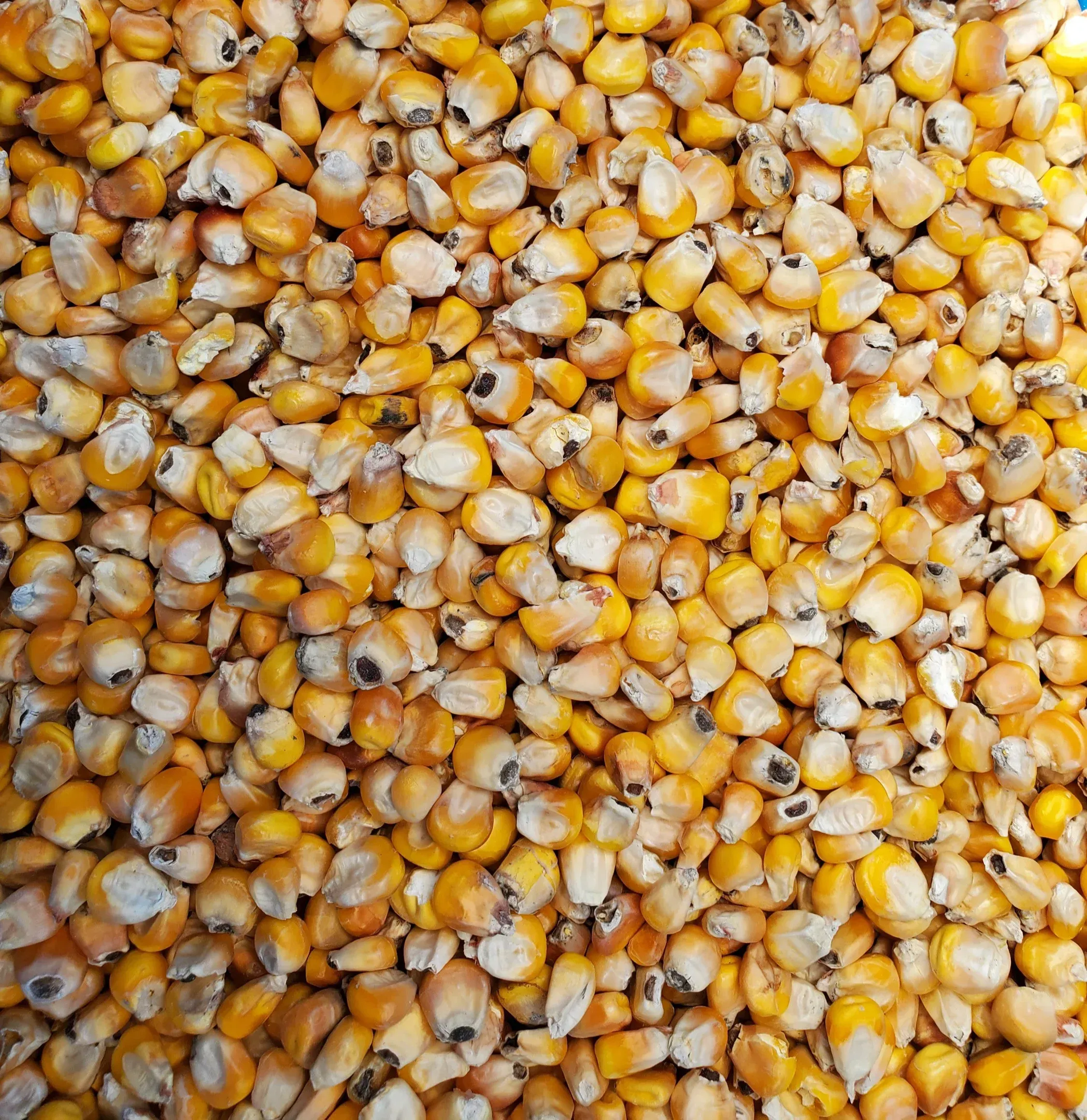 New Crop Yellow Corn Maize For Human And Animal Feed Grade Consumption ...