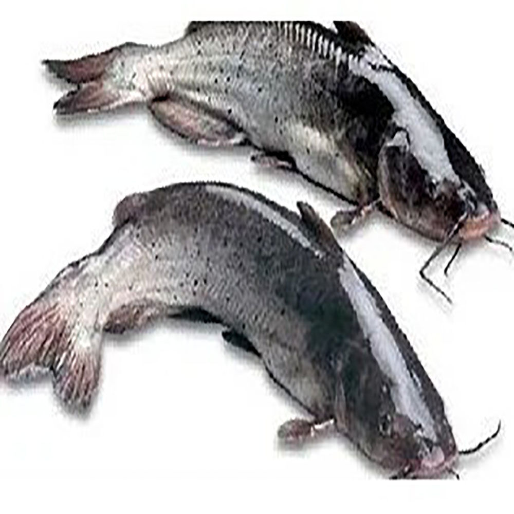 Buy United States Wholesale Top Quality Frozen Whole Round Catfish ...