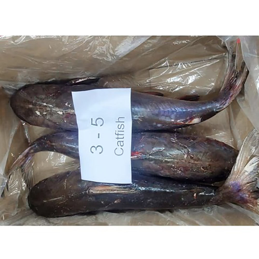Buy United States Wholesale Top Quality Frozen Whole Round Catfish ...