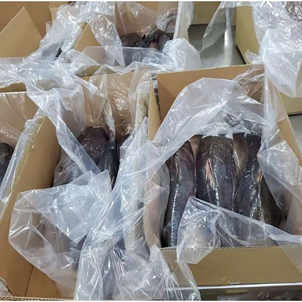 Buy United States Wholesale Top Quality Frozen Whole Round Catfish ...