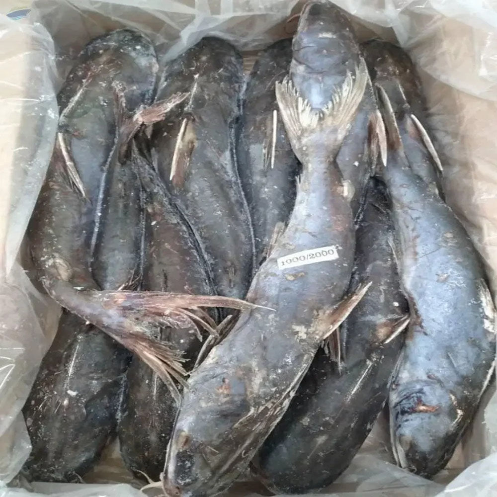 Buy United States Wholesale Top Quality Frozen Whole Round Catfish ...
