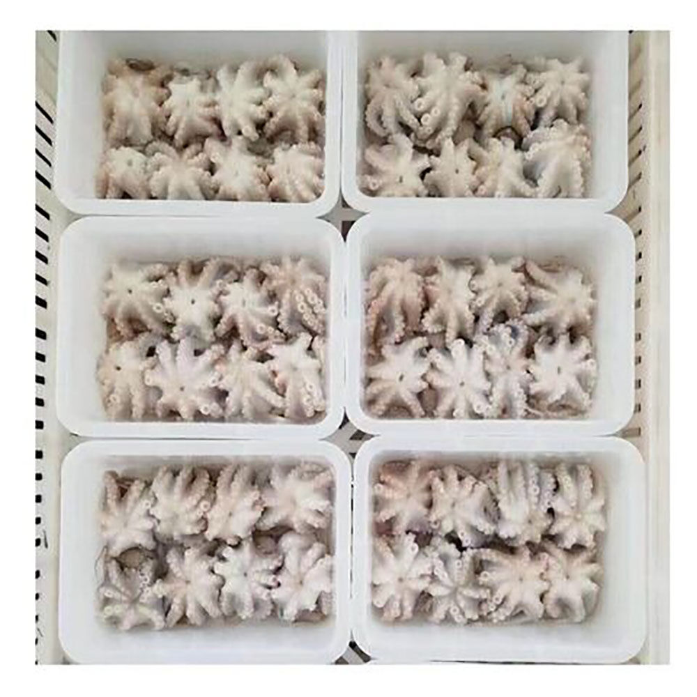 Best Bay Fresh And Frozen Seafood Octopus Octopus Frozen Octopus For ...
