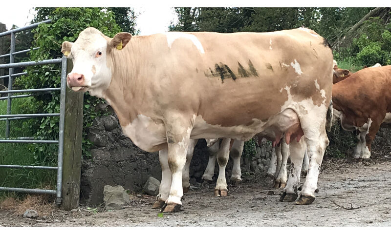 High Quality Simmental Cattle For Sale $200 - Wholesale United States ...