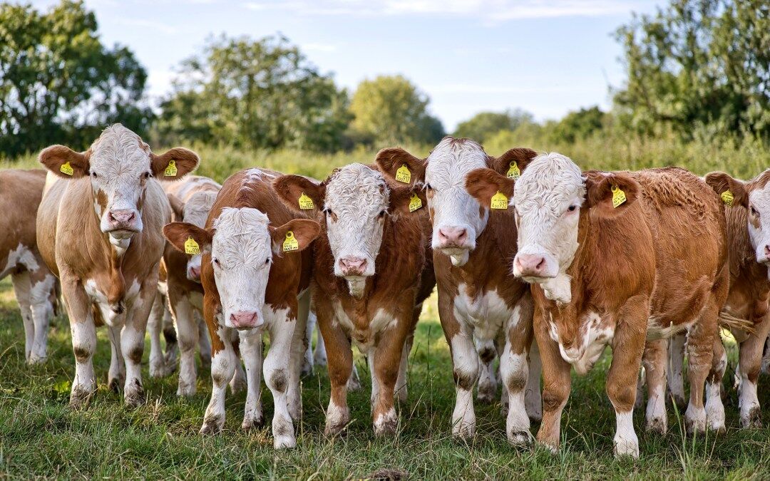 Bulk Buy United States Wholesale Simmental Cattle Black And White ...