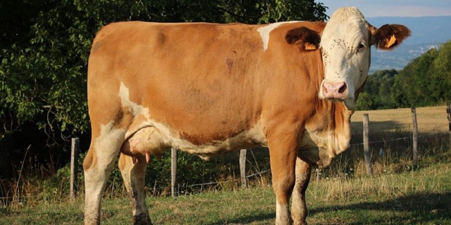 Bulk Buy United States Wholesale Simmental Cattle Black And White ...