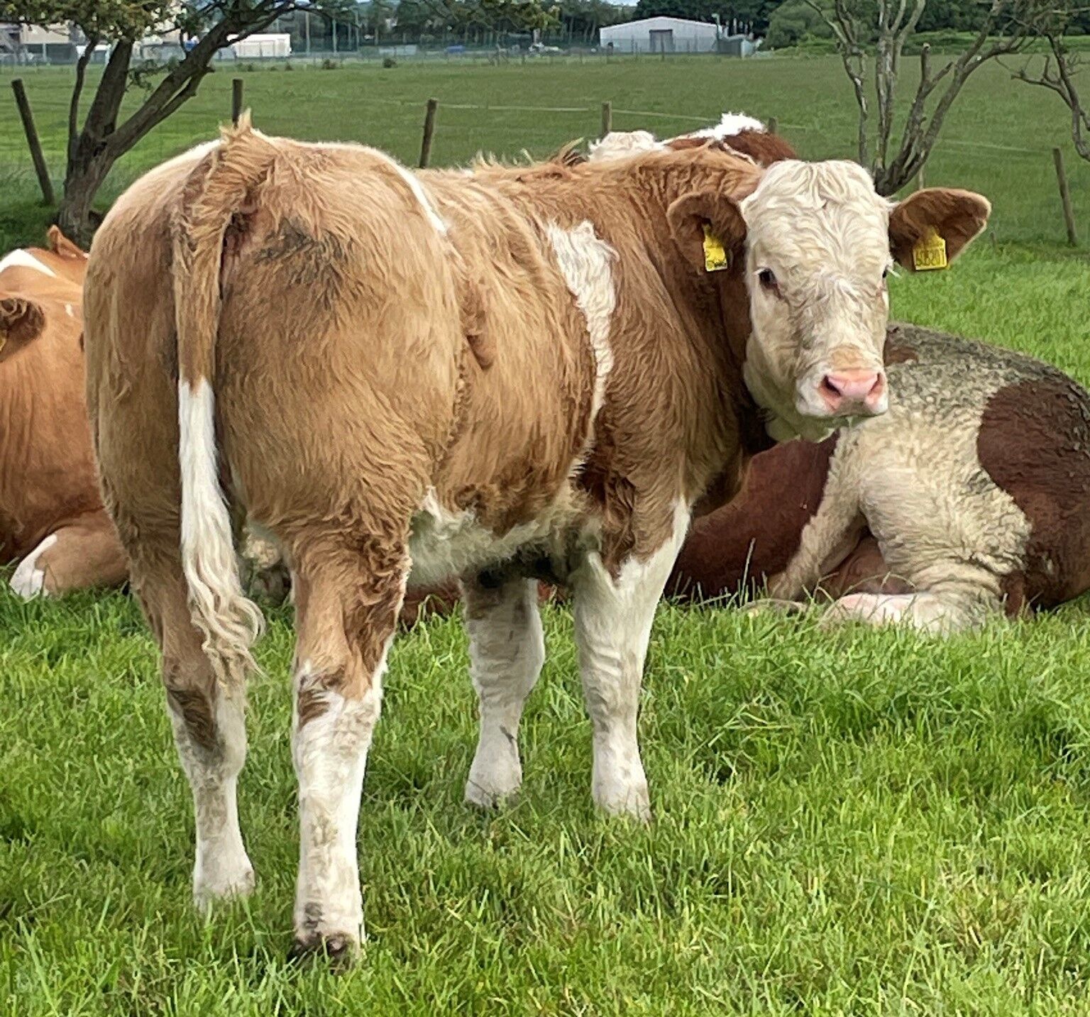 Buy United States Wholesale Simmental Cattle / Holstein Friesian Frozen ...