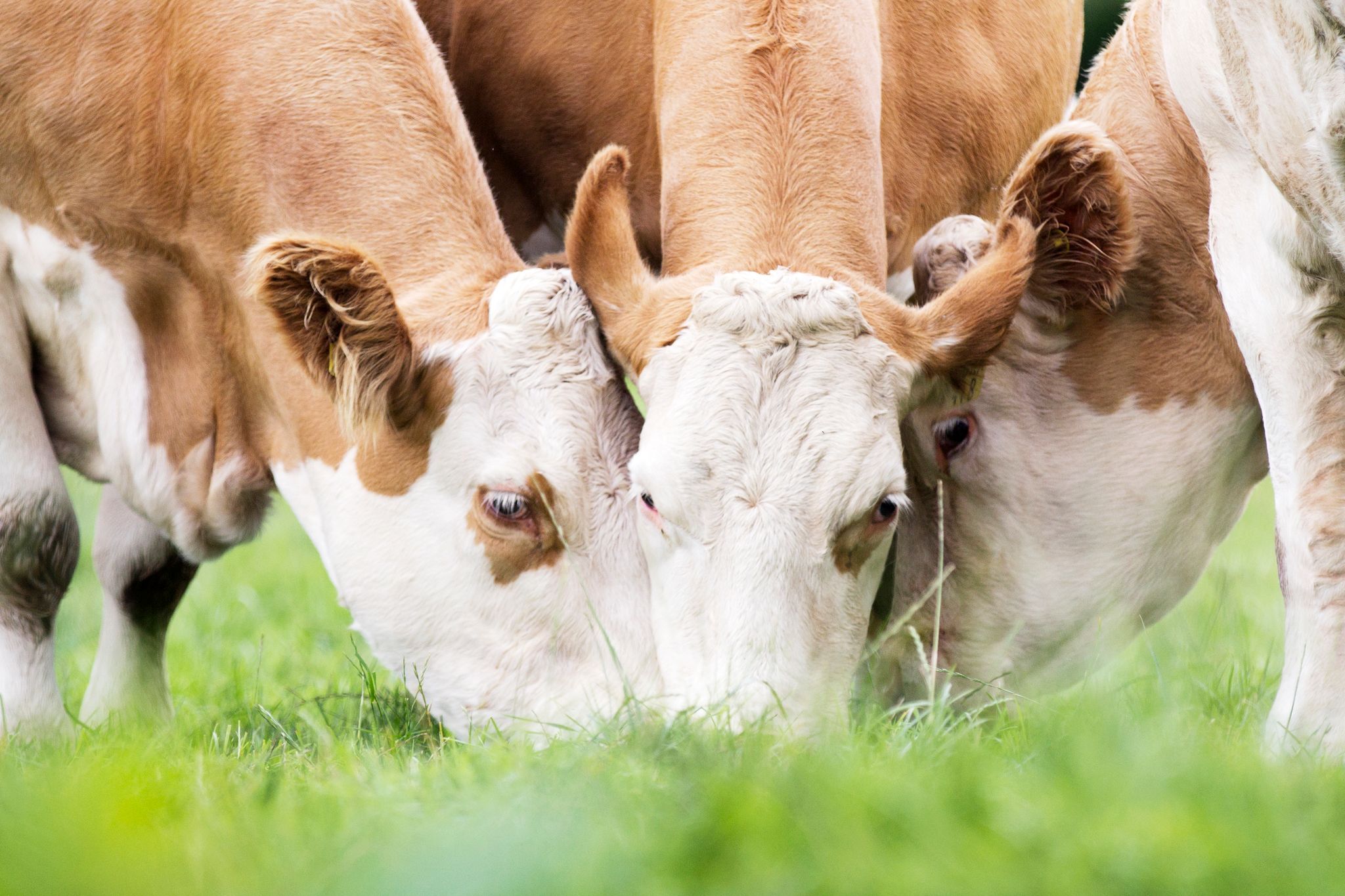 Buy United States Wholesale Simmental Cattle / Holstein Friesian Frozen ...