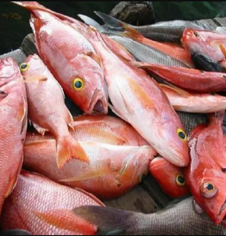 Frozen Fresh Whole Red Snapper Fish For Sale / Wholesale Frozen Red ...