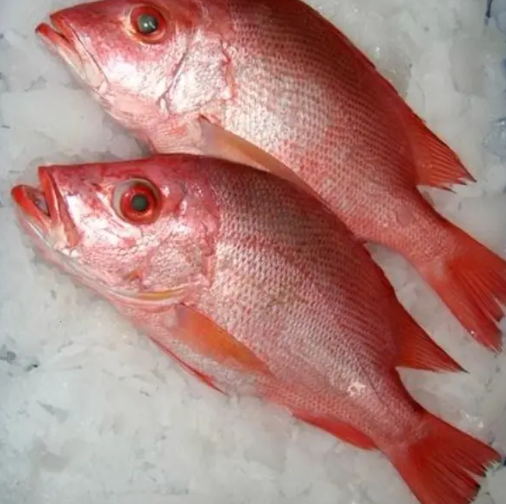 Frozen Fresh Whole Red Snapper Fish For Sale / Wholesale Frozen Red ...