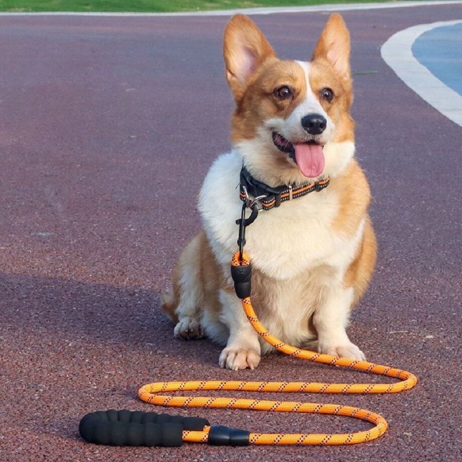 Factory Direct Sale Pet Dog Automatic Retractable Traction Rope Dog ...