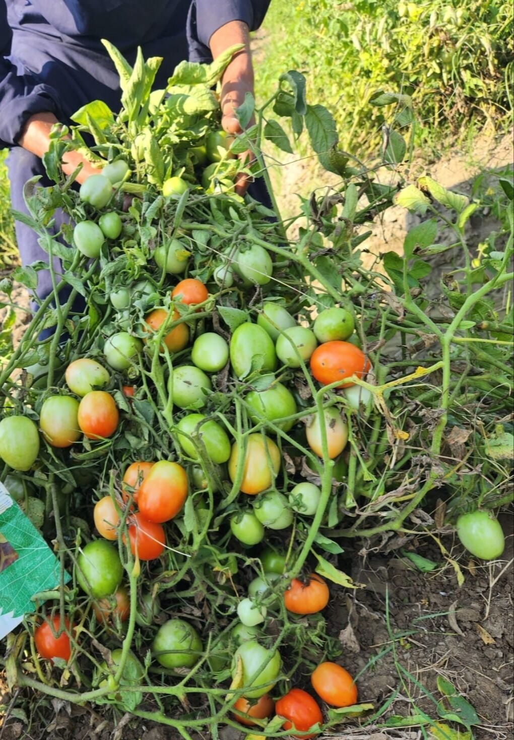 Tomato Rock F1 Hybrid Seeds - Pakistan Wholesale Tomato Seeds $2100 ...