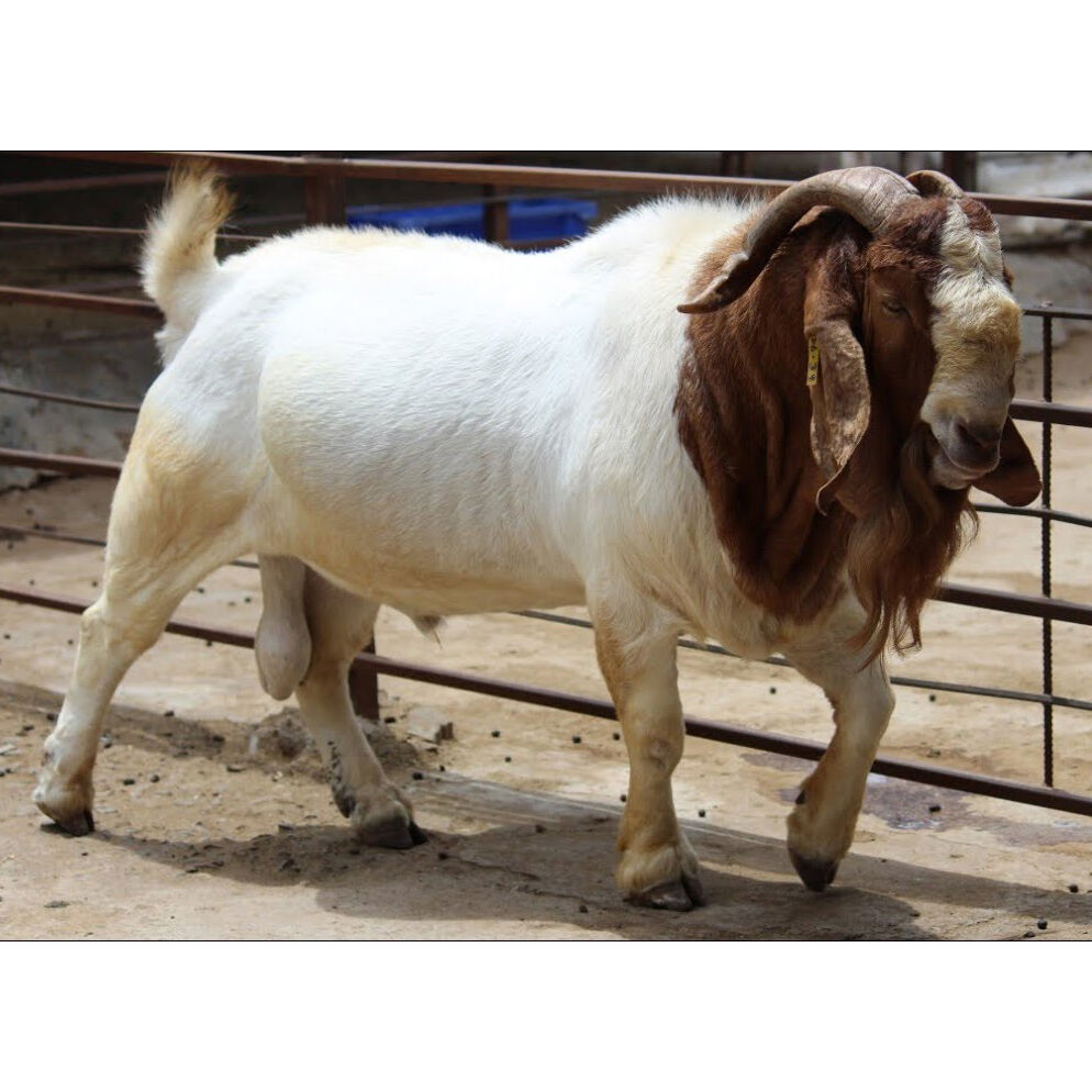 Full Blood Live Stock Boer Goat Bulk Stock Available For Sale Full ...