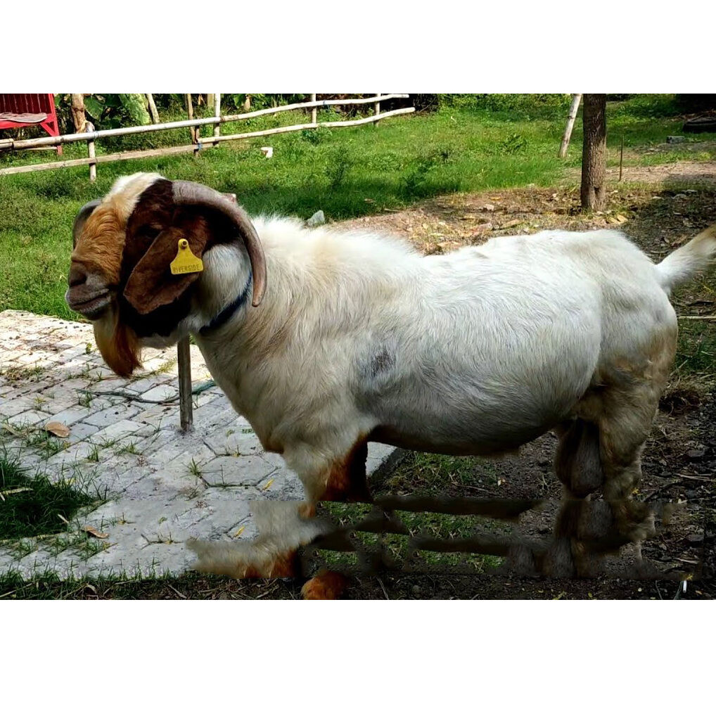 Full Blood Live Stock Boer Goat Bulk Stock Available For Sale Full ...