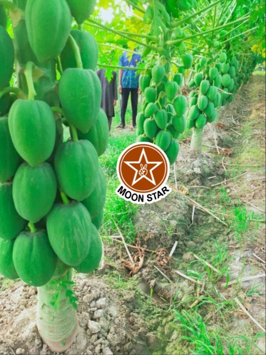 Papaya Lantus F1 Hybrid Seeds - Pakistan Wholesale Papaya Seeds $2800 ...