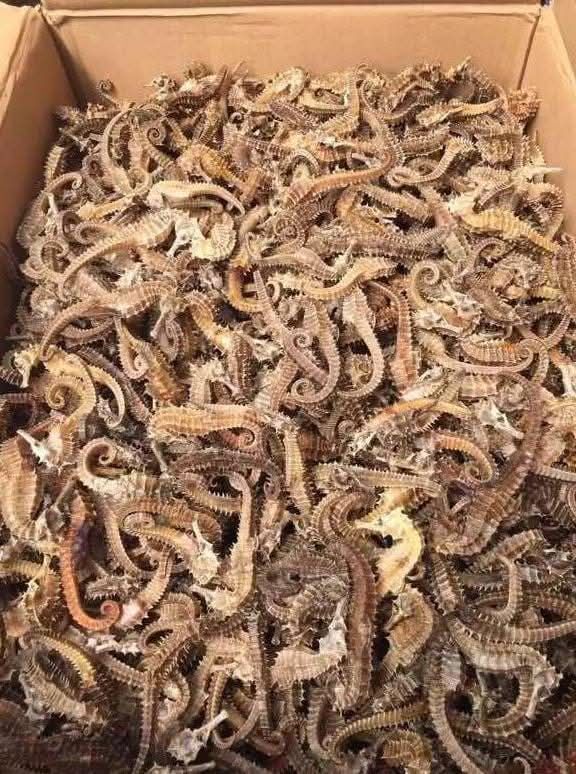 Premium Quality Dried Seahorse Dried/ Frozen Sea Dragon Frozen Seahorse ...