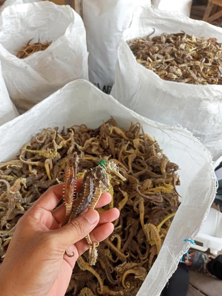 Premium Quality Dried Seahorse Dried/ Frozen Sea Dragon Frozen Seahorse ...