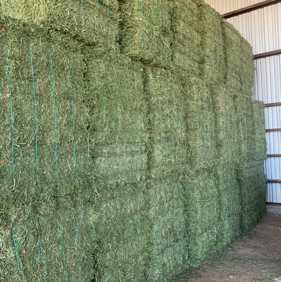 Buy Cheap Alfalfa Hay In Bulk: Quality Animal Feed At Wholesale Rates ...
