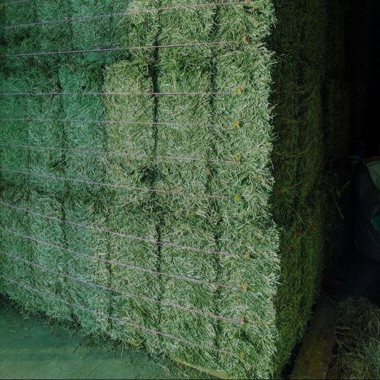 Buy Cheap Alfalfa Hay In Bulk: Quality Animal Feed At Wholesale Rates ...
