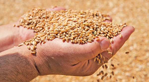 Factory Direct High Quality Netherlands Wholesale Wheat Grain In Bulk ...