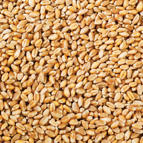 Factory Direct High Quality Netherlands Wholesale Wheat Grain In Bulk ...