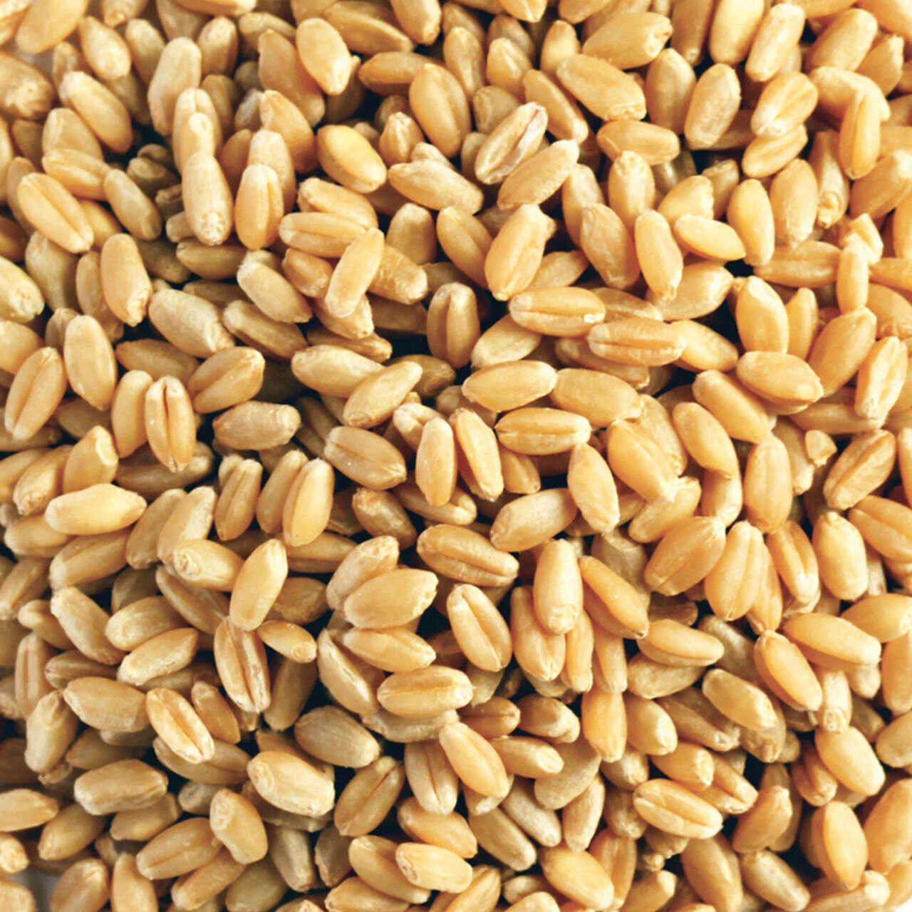 Factory Direct High Quality Netherlands Wholesale Wheat Grain In Bulk ...