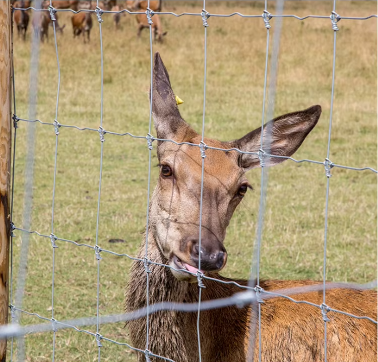 Factory Direct High Quality China Wholesale Animals Deer Farm Field ...