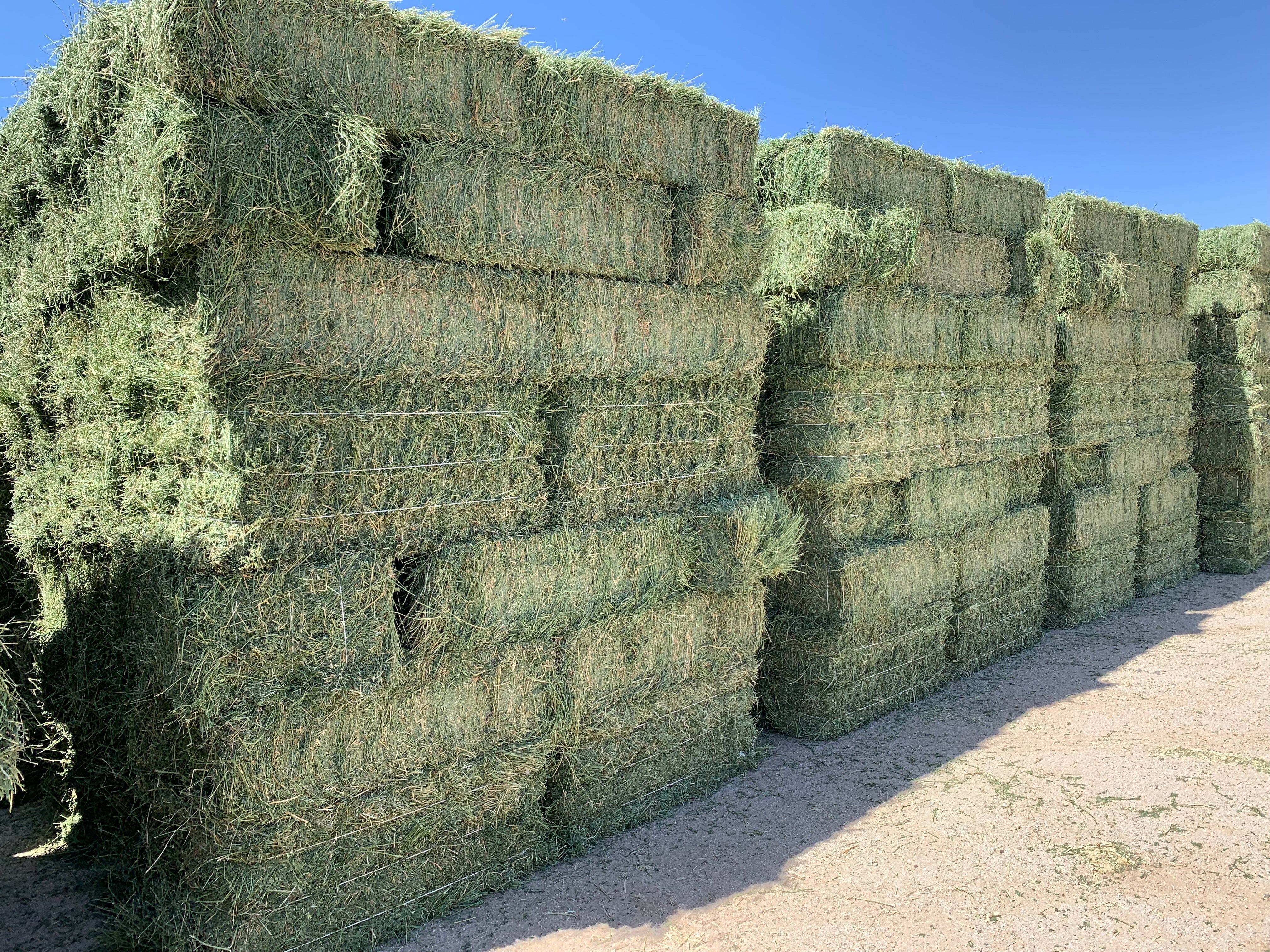 Bulk Buy Thailand Wholesale Alfalfa Hay - Sun-dried, Green, And Leafy ...