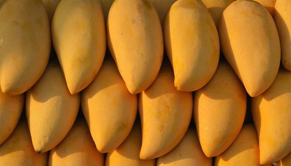 Bulk Mangoes With Top Quality At Affordable Wholesale Prices, Boba ...