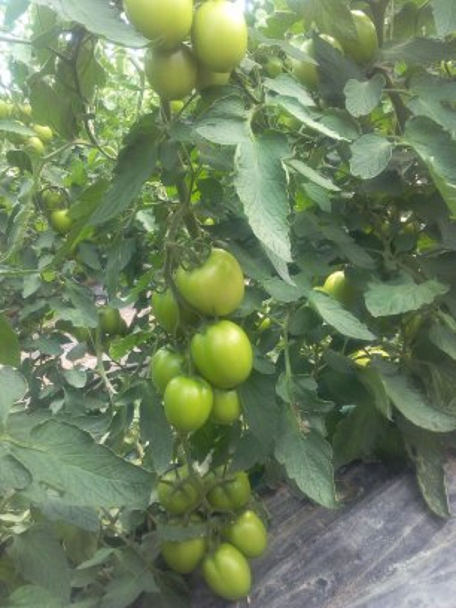 Tomato Wega F1 Hybrid Seeds - Expore Pakistan Wholesale Tomato Seeds ...