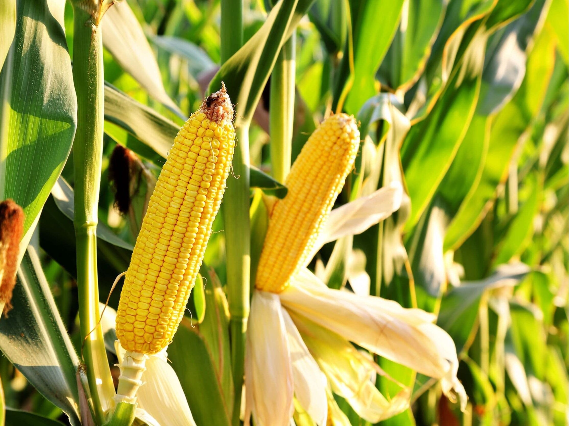 Wholesale Yellow Corn At Low Prices With Exceptional Quality For ...