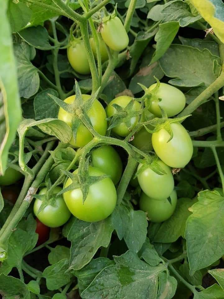 Buy Pakistan Wholesale Tomato Sultan F1 Hybrid Seeds & Tomato Seeds ...