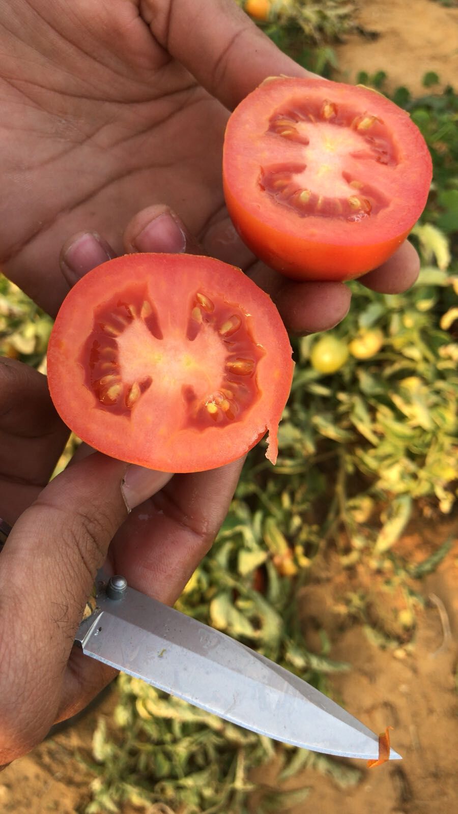 Buy Pakistan Wholesale Tomato Sultan F1 Hybrid Seeds & Tomato Seeds ...