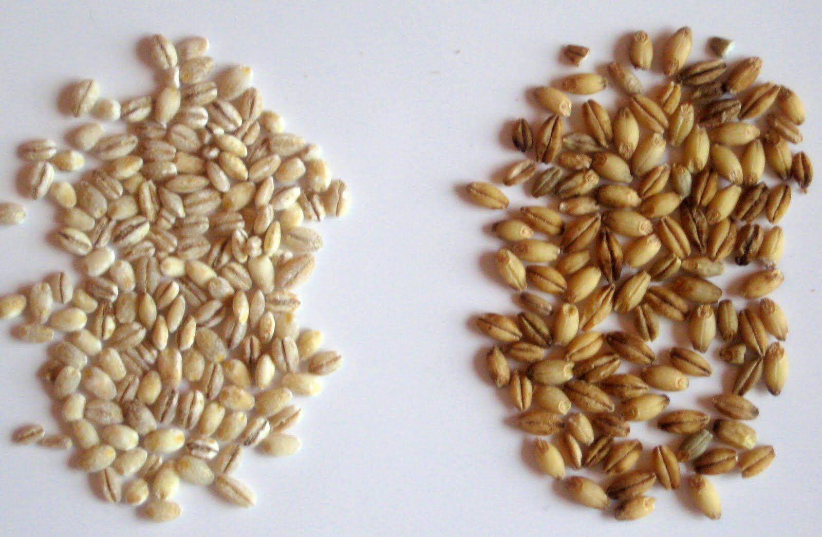 100% Malt Barley, Hulled Barley, Pearl Barley For Sale Animal Feed And ...