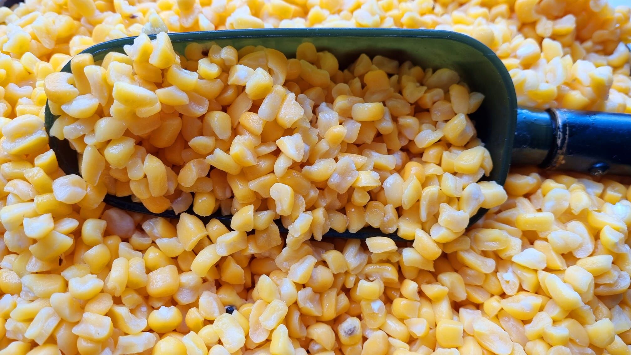 Hot Sale Dried Broken Maize Grits From Trusted Supplier Ken Yellow ...