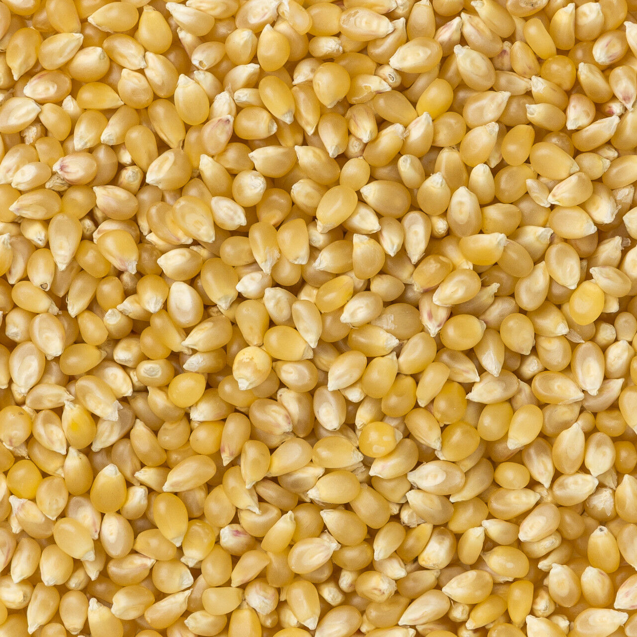 Yellow Seed Popcorn Maize Non-gmo Best Popcorn Kernels Popping Corn Raw ...