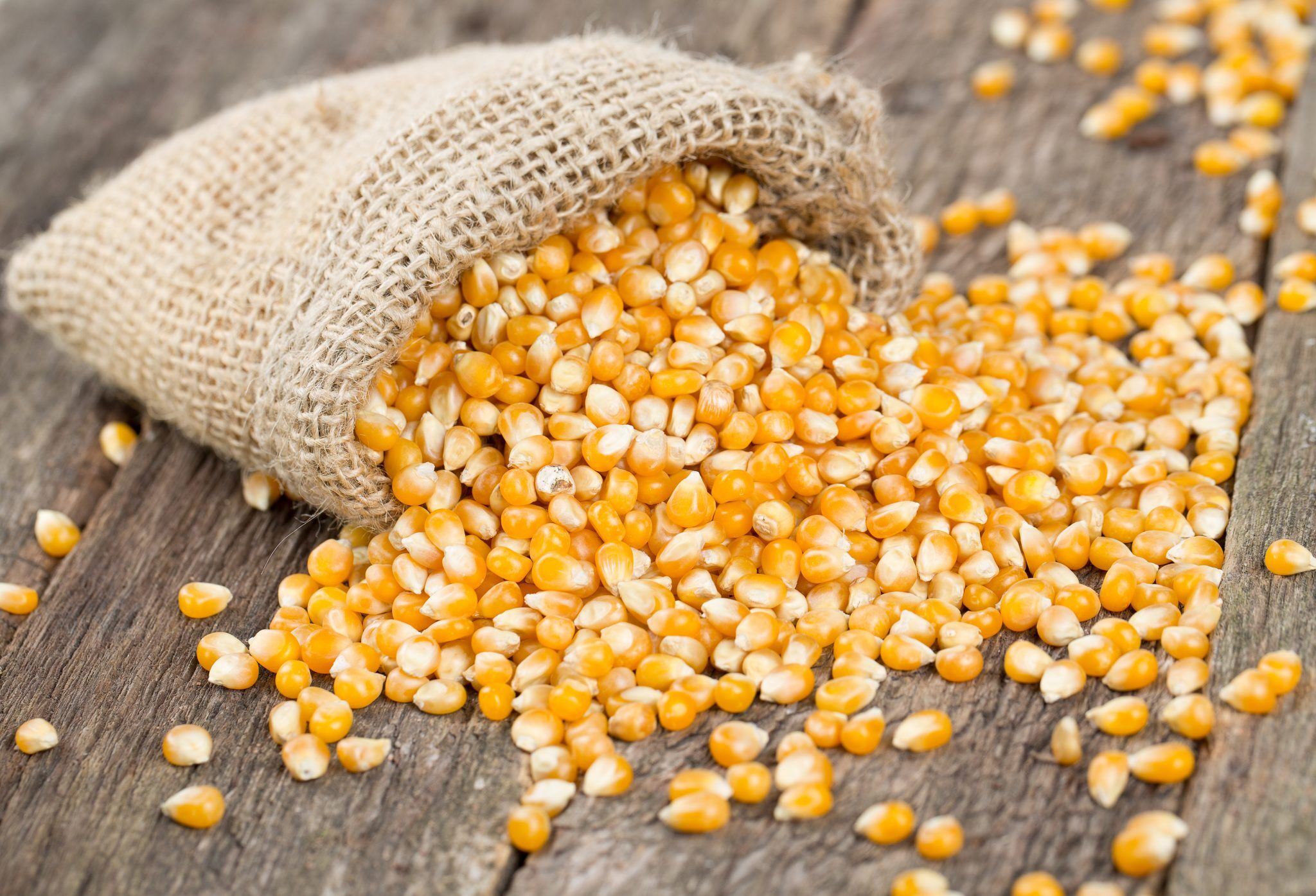Yellow Seed Popcorn Maize Non-gmo Best Popcorn Kernels Popping Corn Raw ...