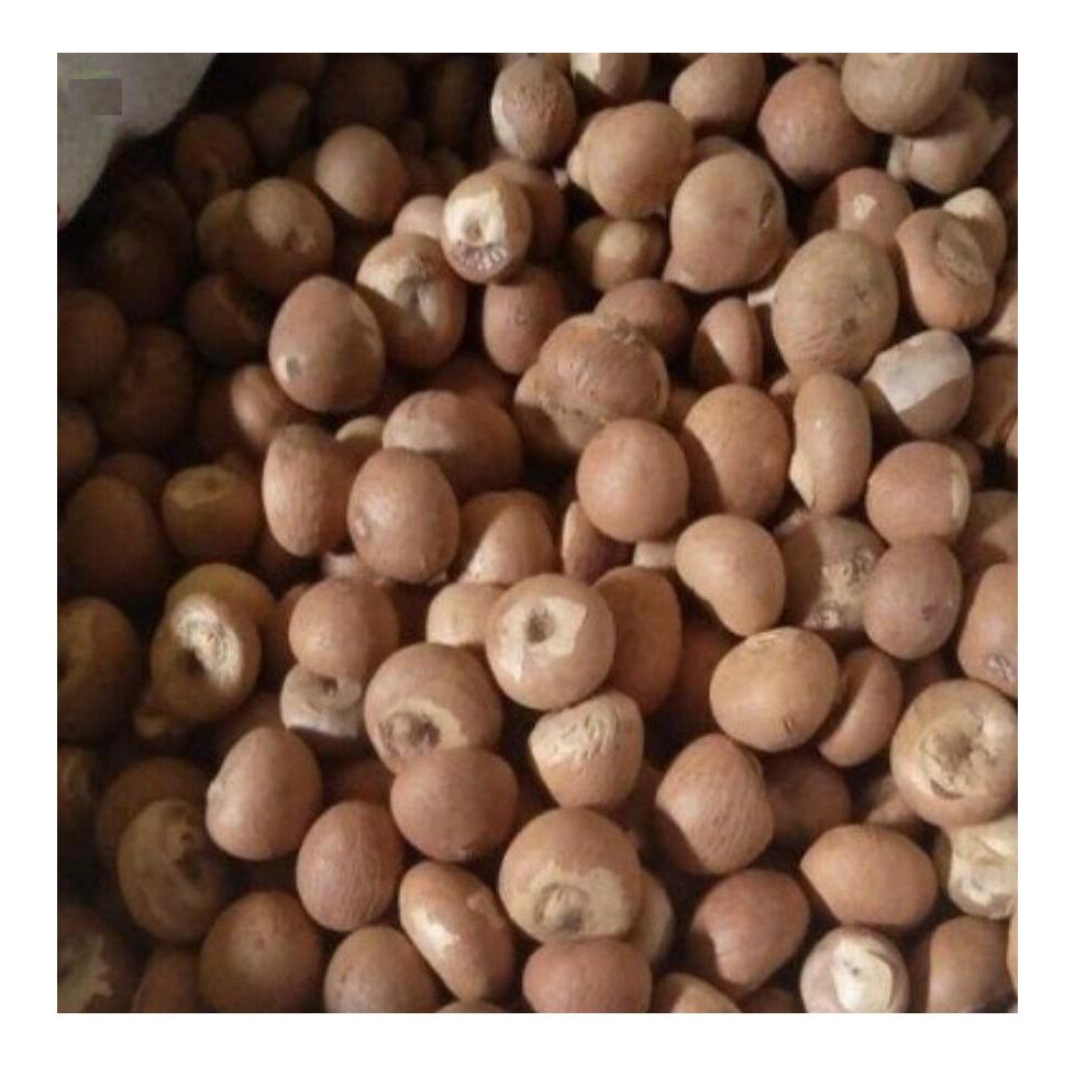 Hot Selling Price Dried Betel Nuts In Bulk - United States Wholesale ...