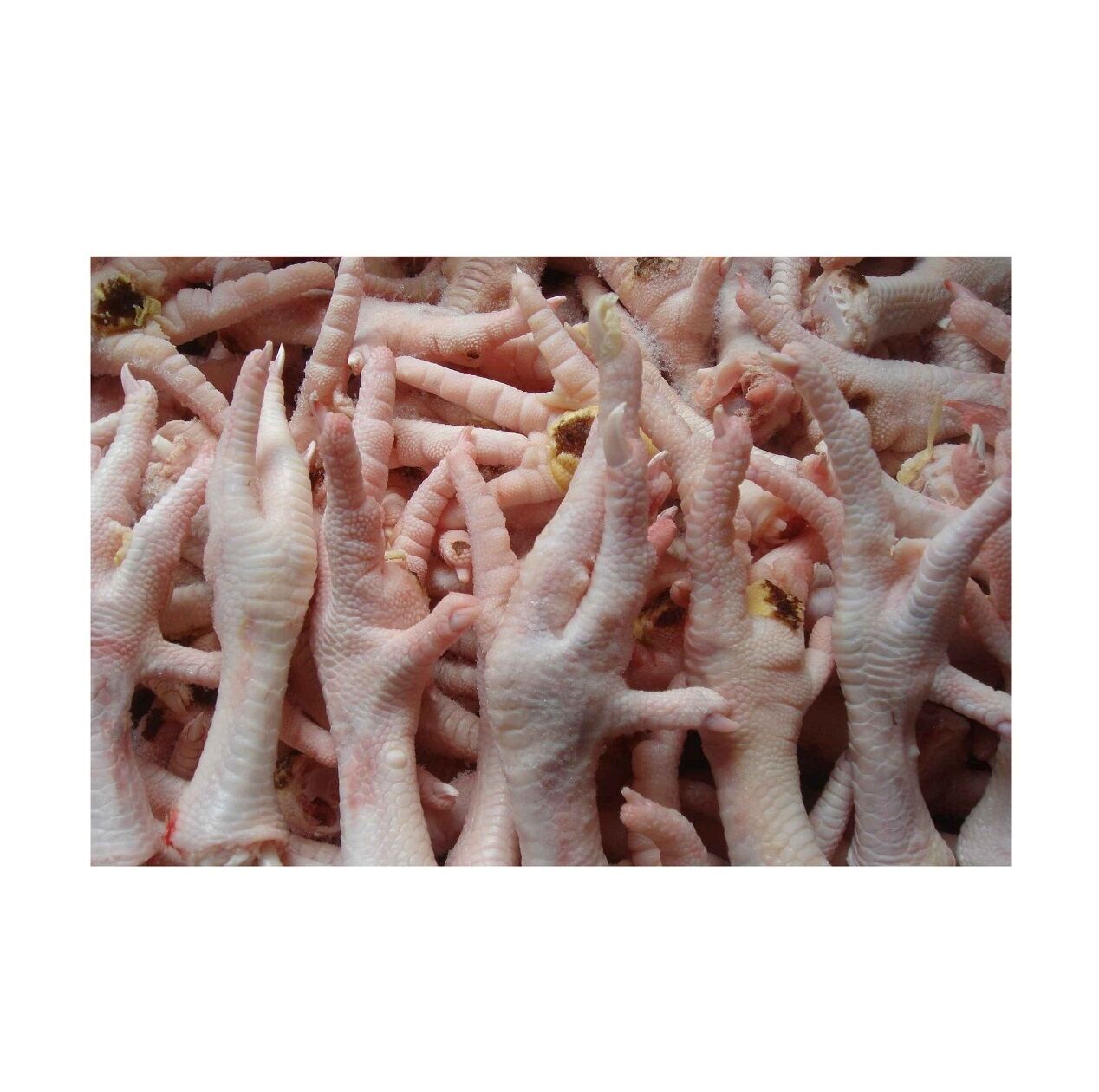 Best Quality Hot Sale Price Halal Frozen Chicken Feet | Frozen Chicken ...